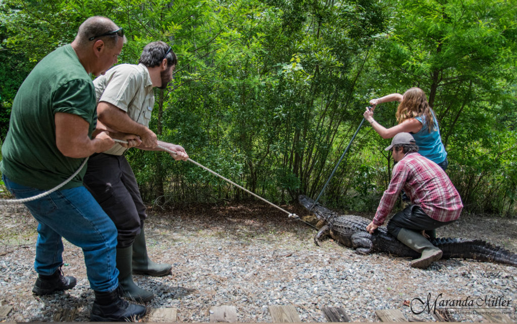 Studying Alligators - A Photo Essay - Maranda Miller
